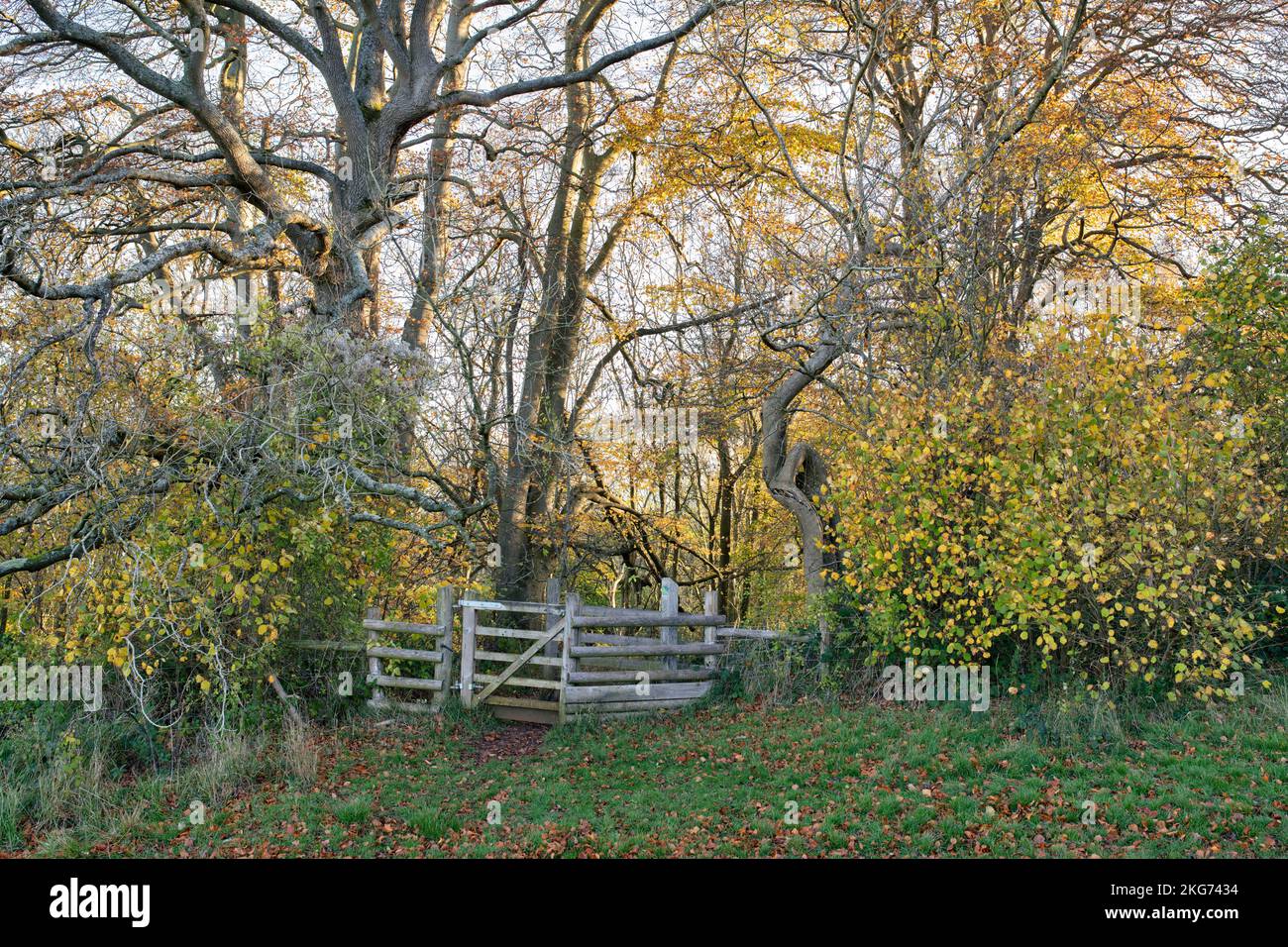Heritage tree -Fotos und -Bildmaterial in hoher Auflösung – Alamy