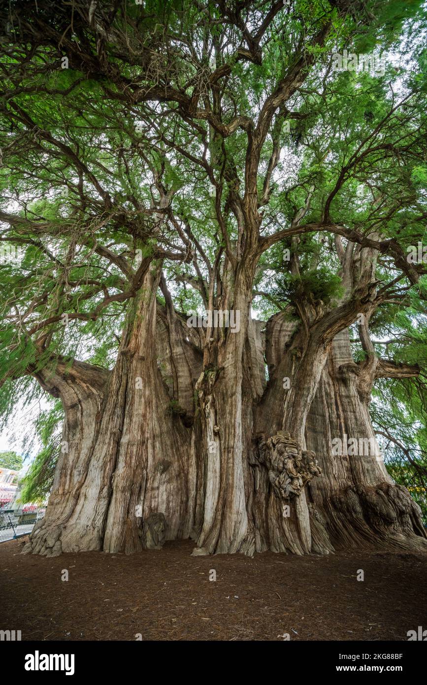 Montezuma zypern taxodium mucronatum -Fotos und -Bildmaterial in hoher ...