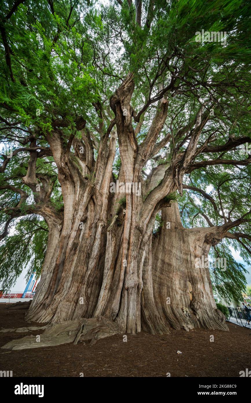 Der Tule-Baum in Santa Maria del Tule, Oaxaca Mexico, hat den ...