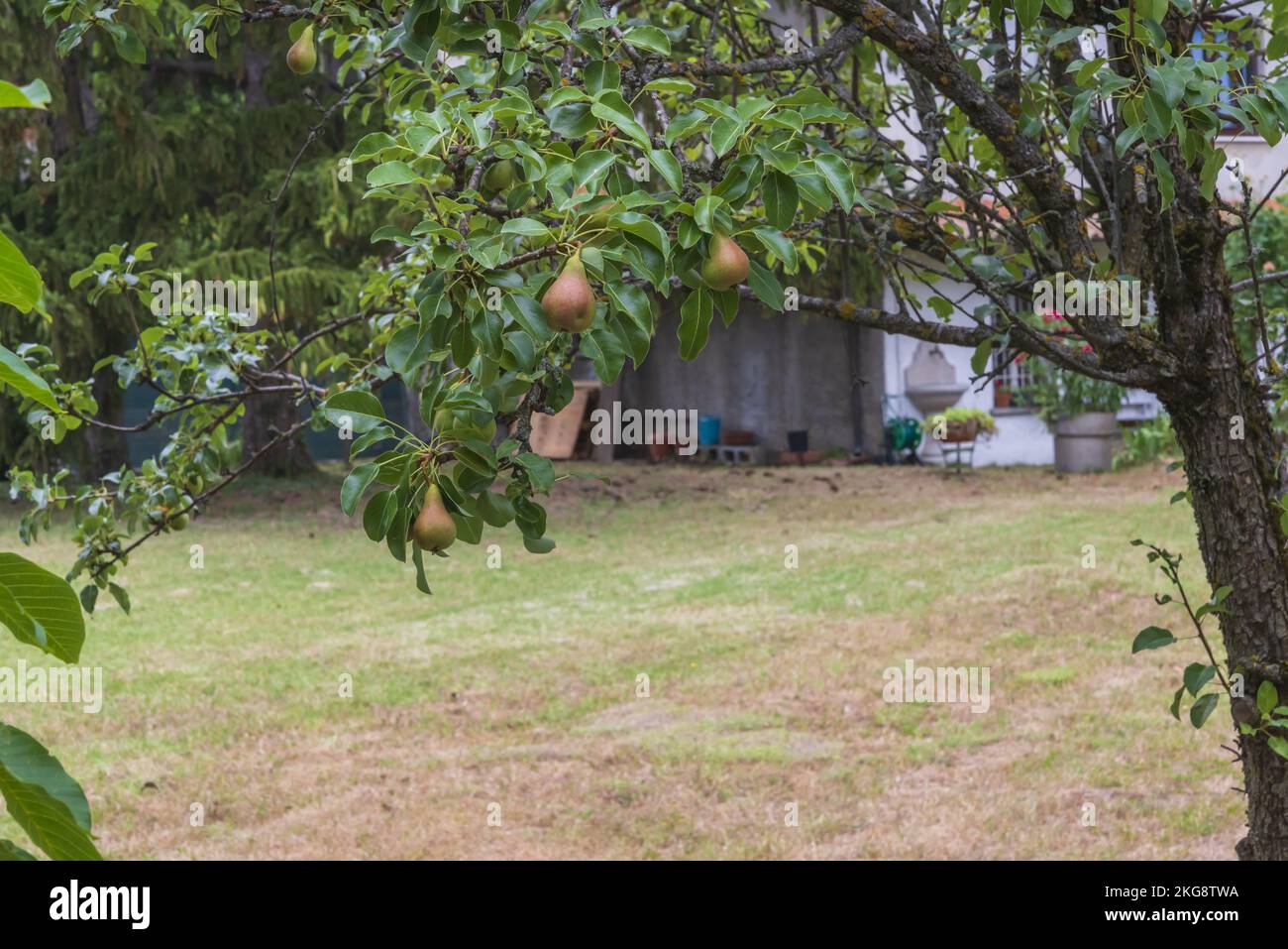 Albero di pero -Fotos und -Bildmaterial in hoher Auflösung – Alamy