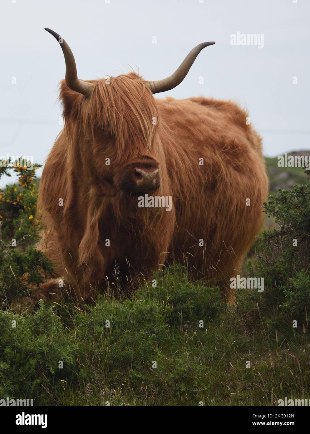 Schottland mull highlands feld -Fotos und -Bildmaterial in hoher ...