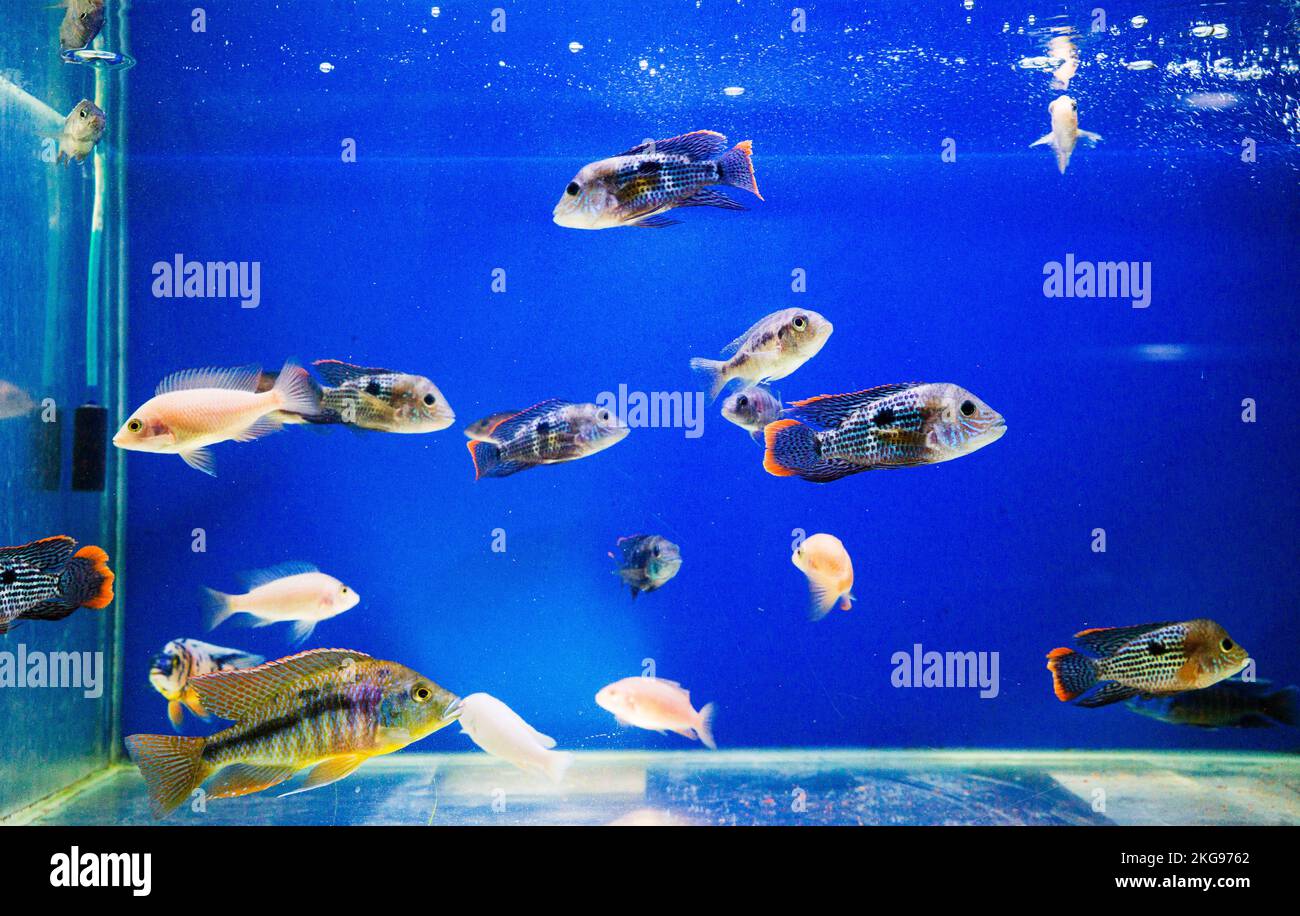 Bunte fischrassen -Fotos und -Bildmaterial in hoher Auflösung – Alamy
