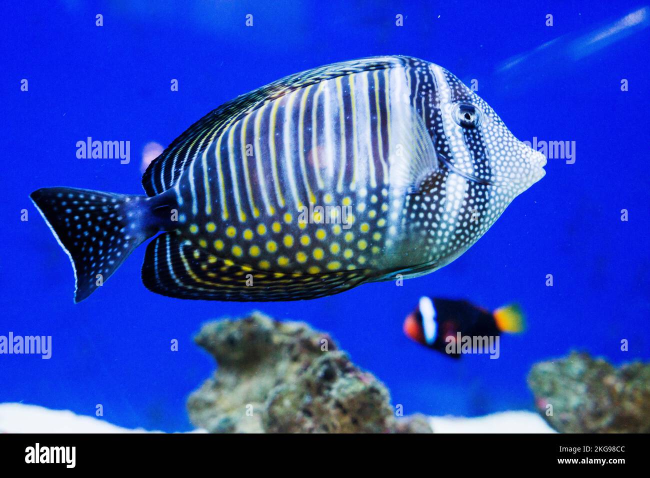 Bunte fischrassen -Fotos und -Bildmaterial in hoher Auflösung – Alamy