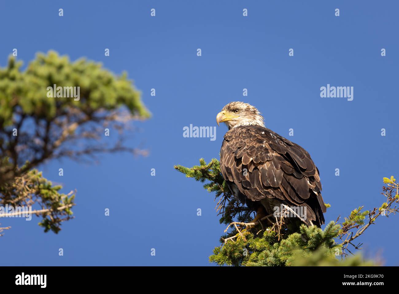 Eduard adler -Fotos und -Bildmaterial in hoher Auflösung – Alamy