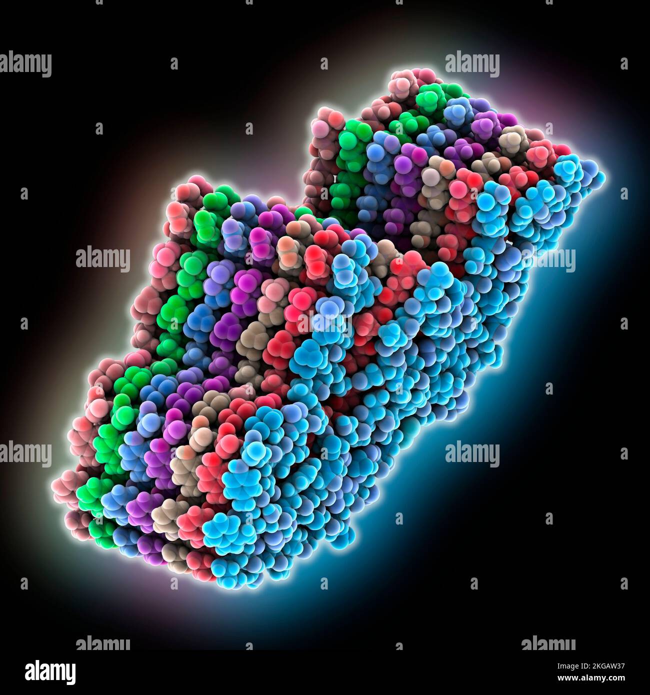 AL-Amyloidfibrillen aus einem Lambda-Leichtketten-Molekularmodell. Das ...