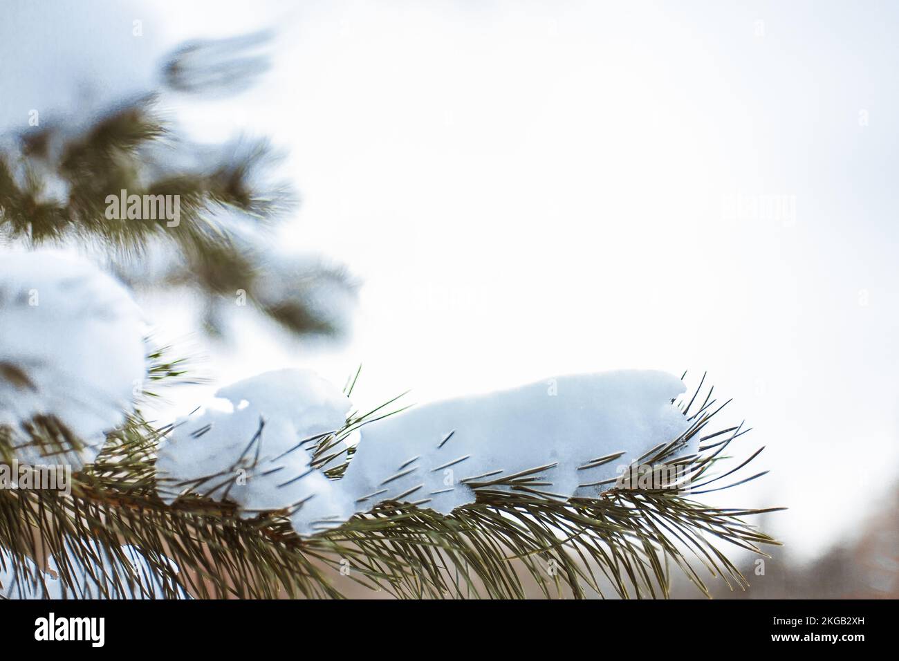 Tannenbaum mit Schnee auf weißem Hintergrund bedeckt. Winterhintergrund ...