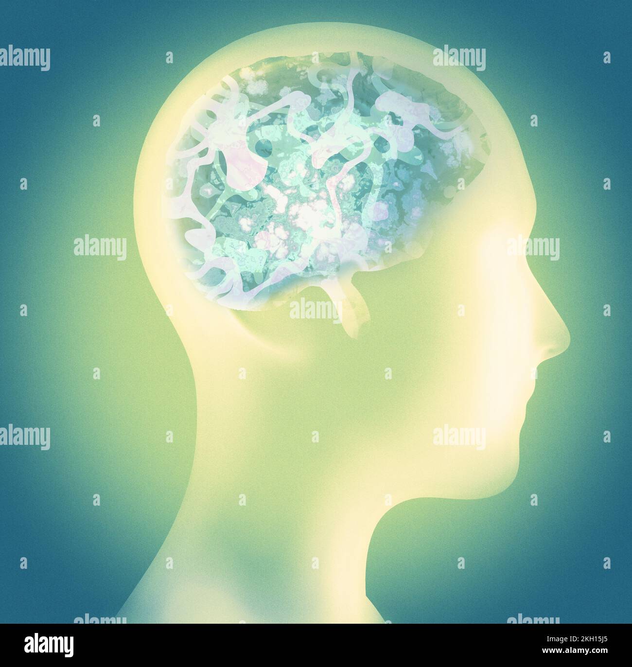Human cell anatomy -Fotos und -Bildmaterial in hoher Auflösung – Alamy