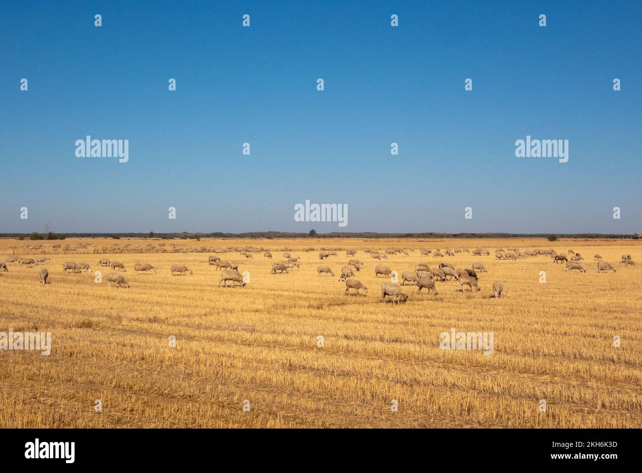 Meseta plateau -Fotos und -Bildmaterial in hoher Auflösung – Alamy