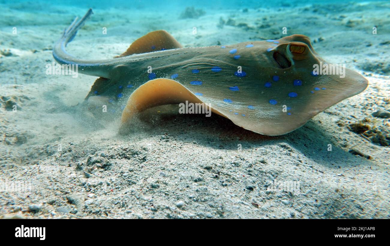 Stachelrochen familie -Fotos und -Bildmaterial in hoher Auflösung – Alamy