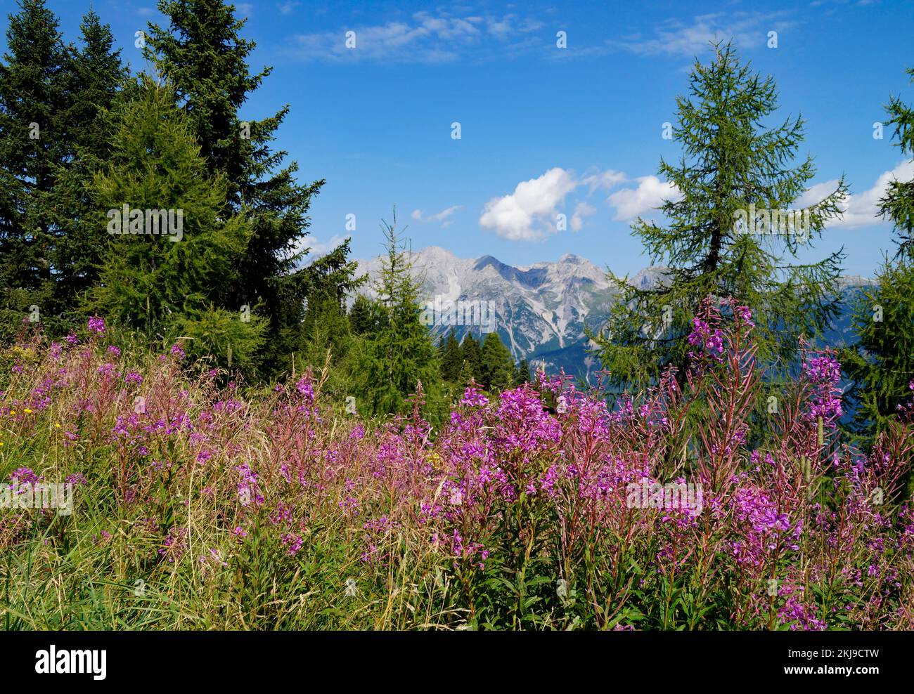 Spur voller bunter blumen -Fotos und -Bildmaterial in hoher Auflösung – Alamy