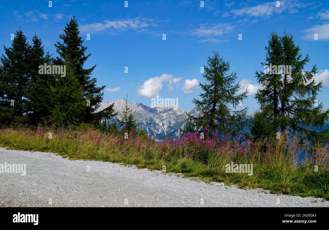 Almwiese mit rosa blumen -Fotos und -Bildmaterial in hoher Auflösung – Alamy