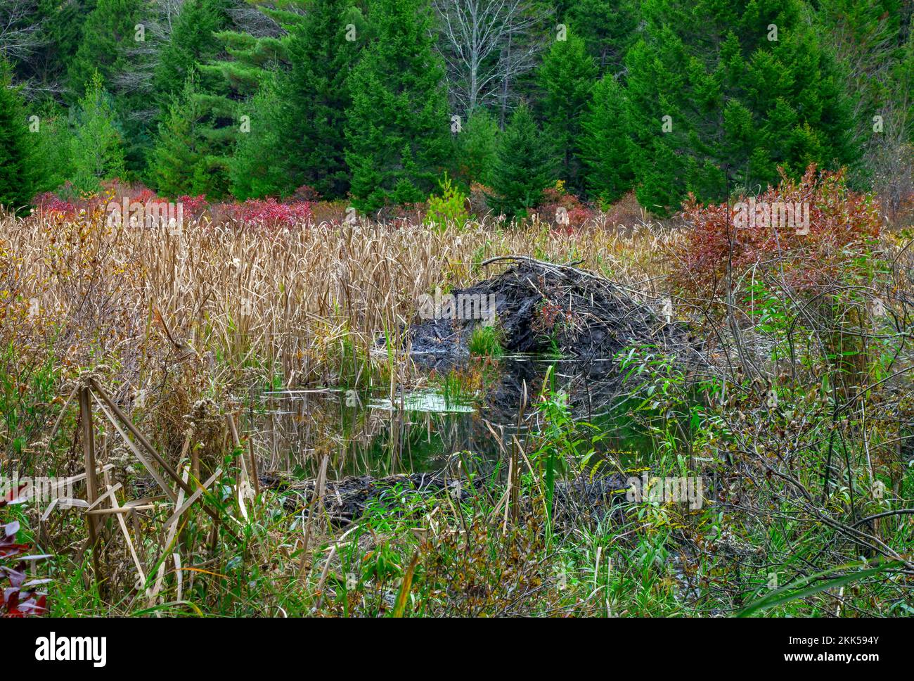 Tyhha latifolia -Fotos und -Bildmaterial in hoher Auflösung – Alamy