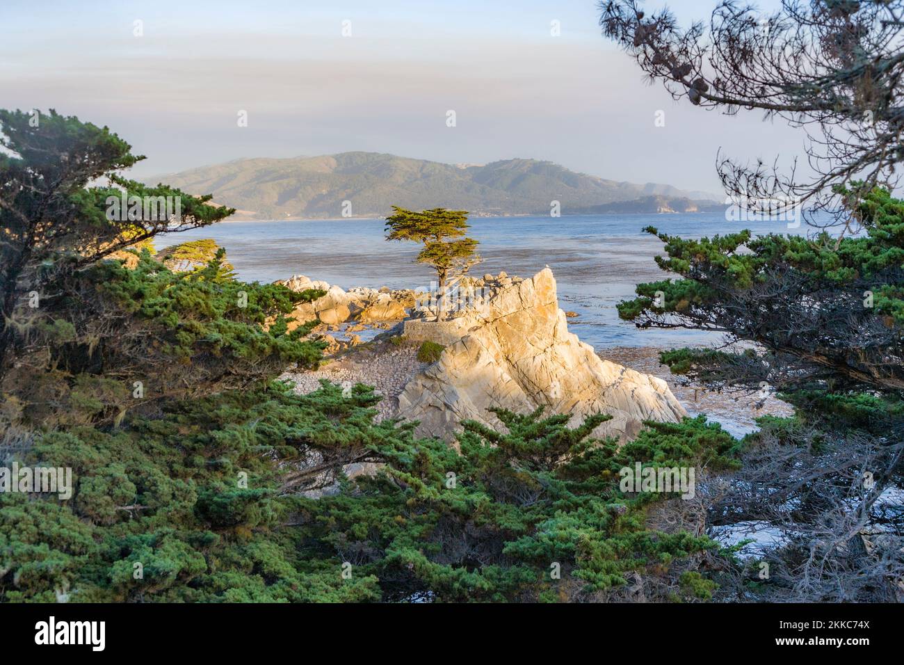 Pebble Beach, USA - 26. Juli 2008: Einsame Zypresse bei Sonnenuntergang ...