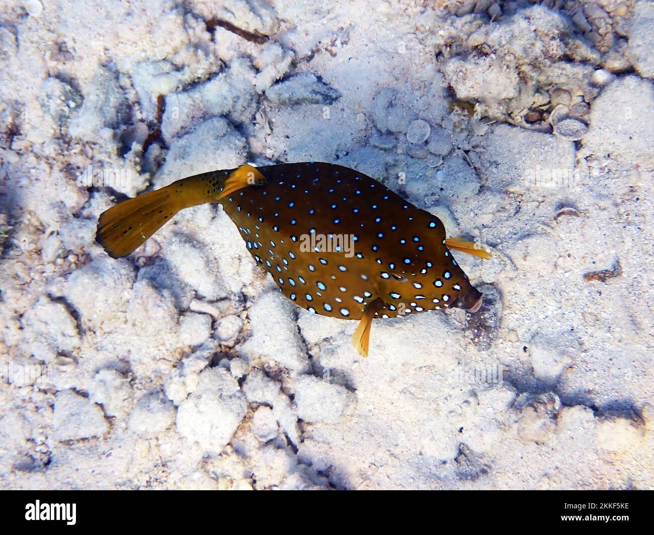 Red sea boxfish -Fotos und -Bildmaterial in hoher Auflösung – Alamy