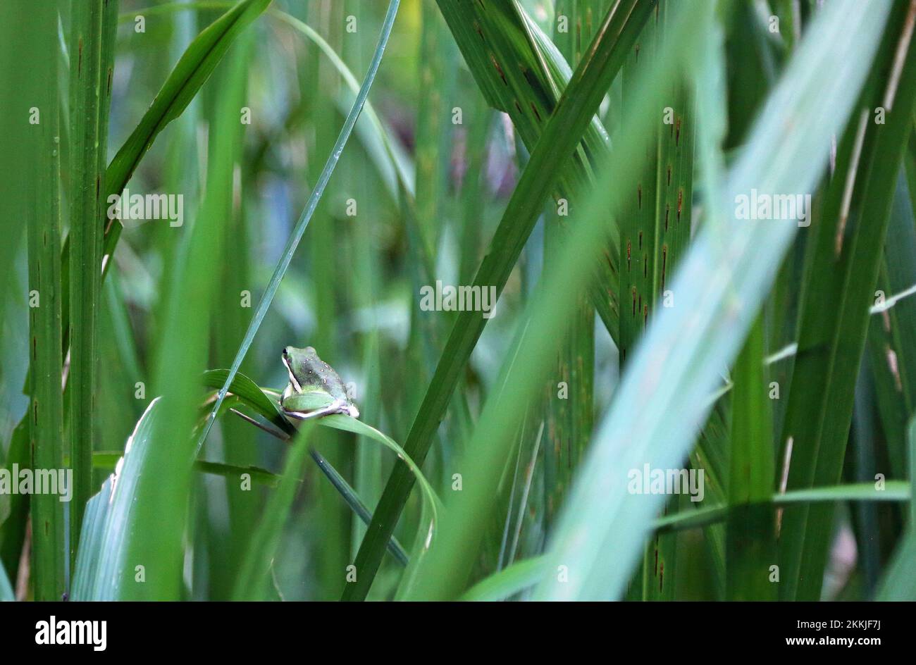 Der Frosch auf dem Blatt – Reelfoot Lake State Park, Tennessee ...