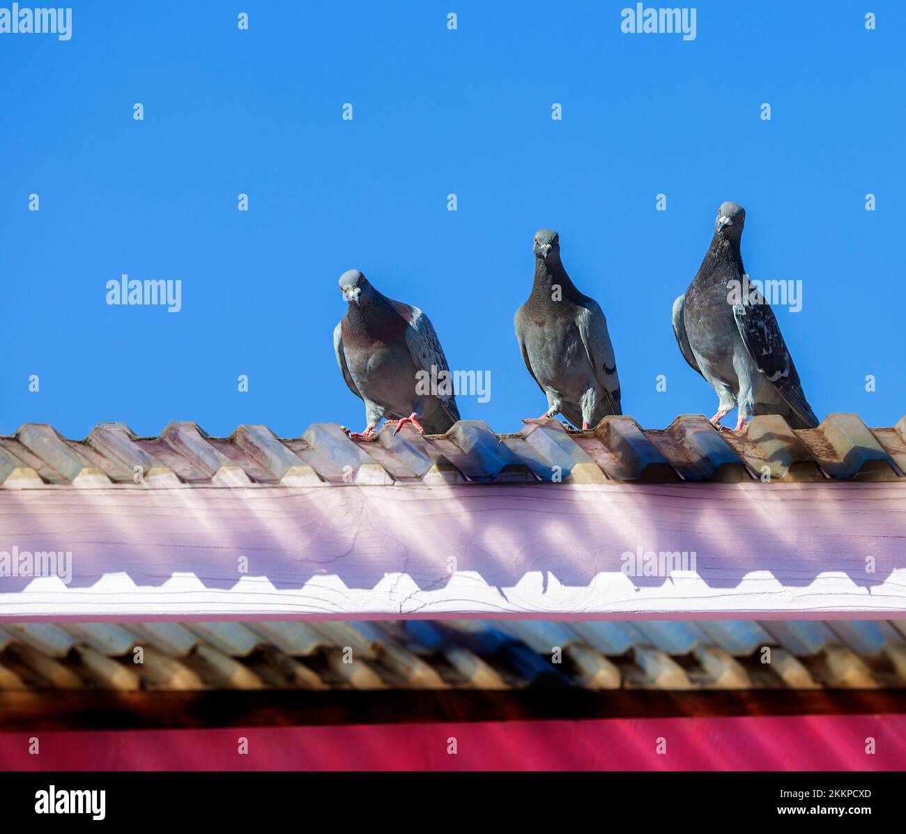 Tauben symbole -Fotos und -Bildmaterial in hoher Auflösung – Alamy