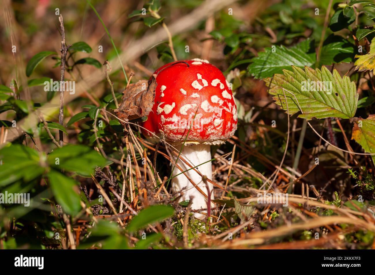 Dangerous mushrooms -Fotos und -Bildmaterial in hoher Auflösung – Alamy