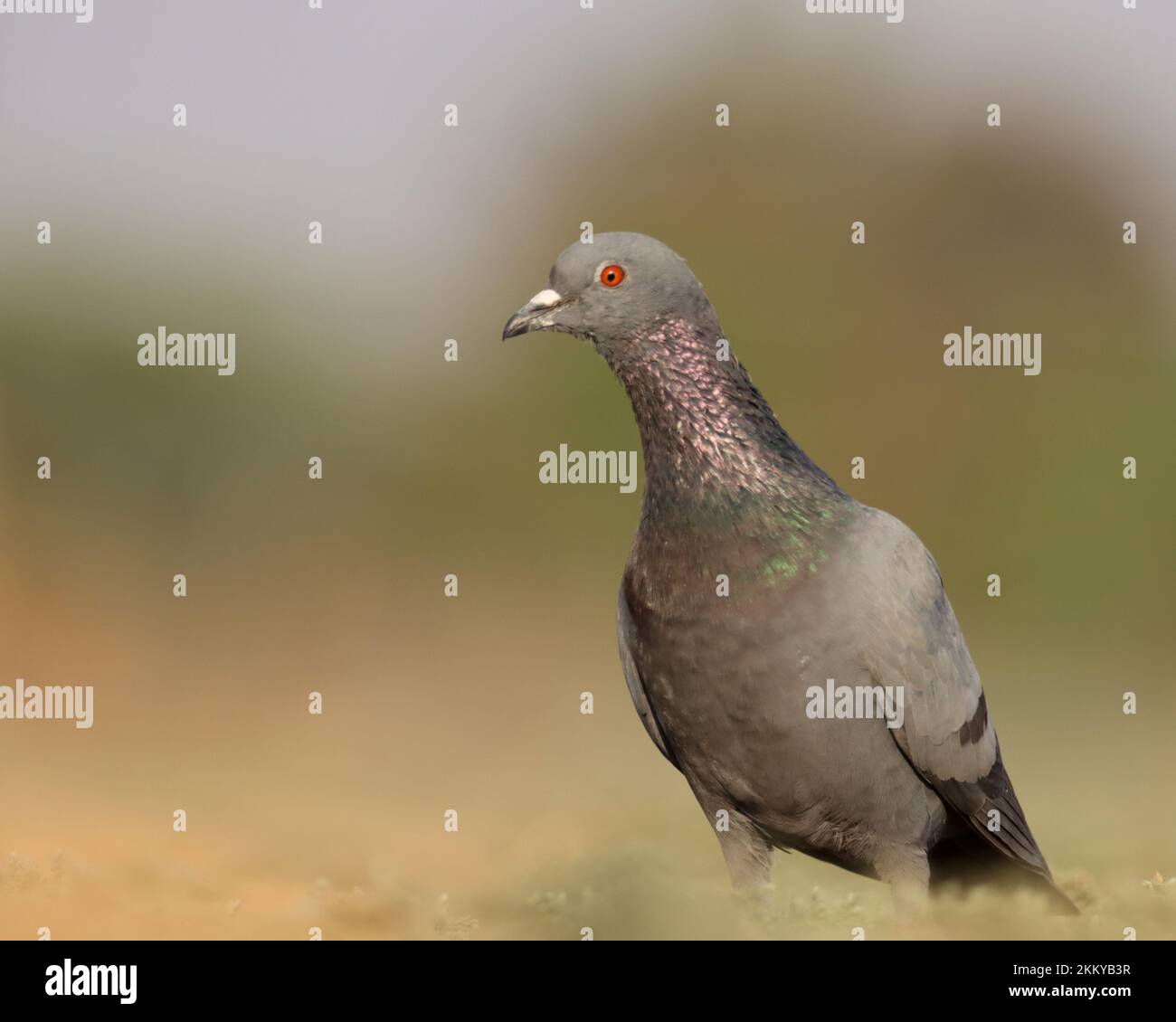 Felsentaube, Felsentaube, gewöhnliche Taube auf dem Boden. Columba ...