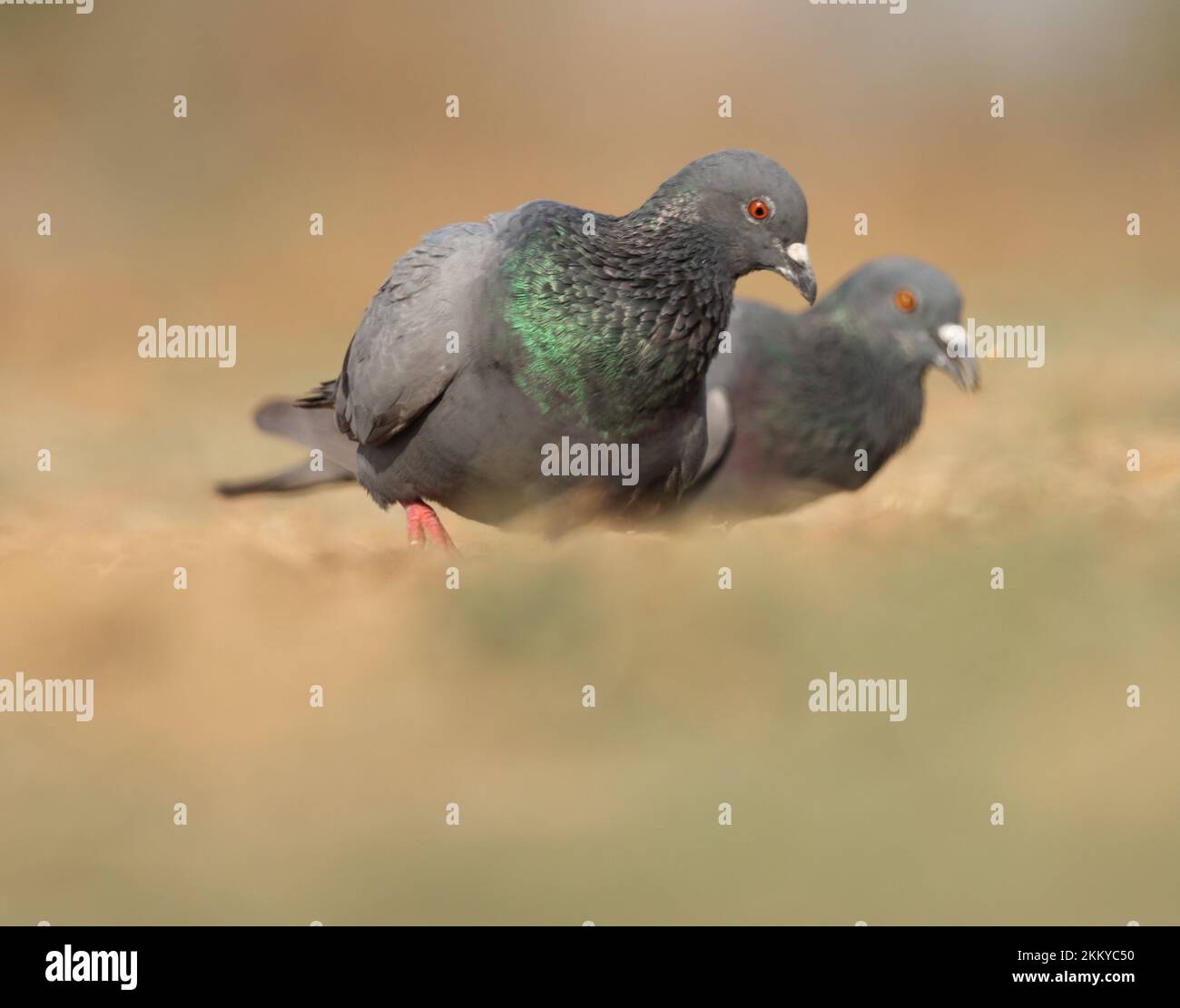 Felsentaube, gewöhnliche Taube, Felsentaube, die auf dem Boden forscht ...