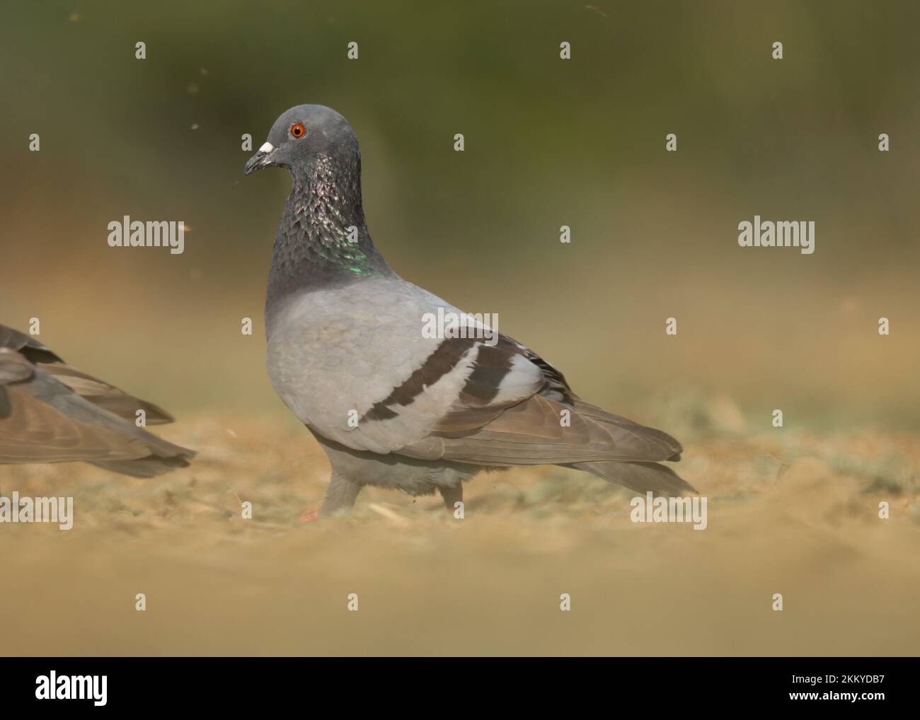 Felsentaube, Felsentaube, gewöhnliche Taube auf dem Boden. Columba ...