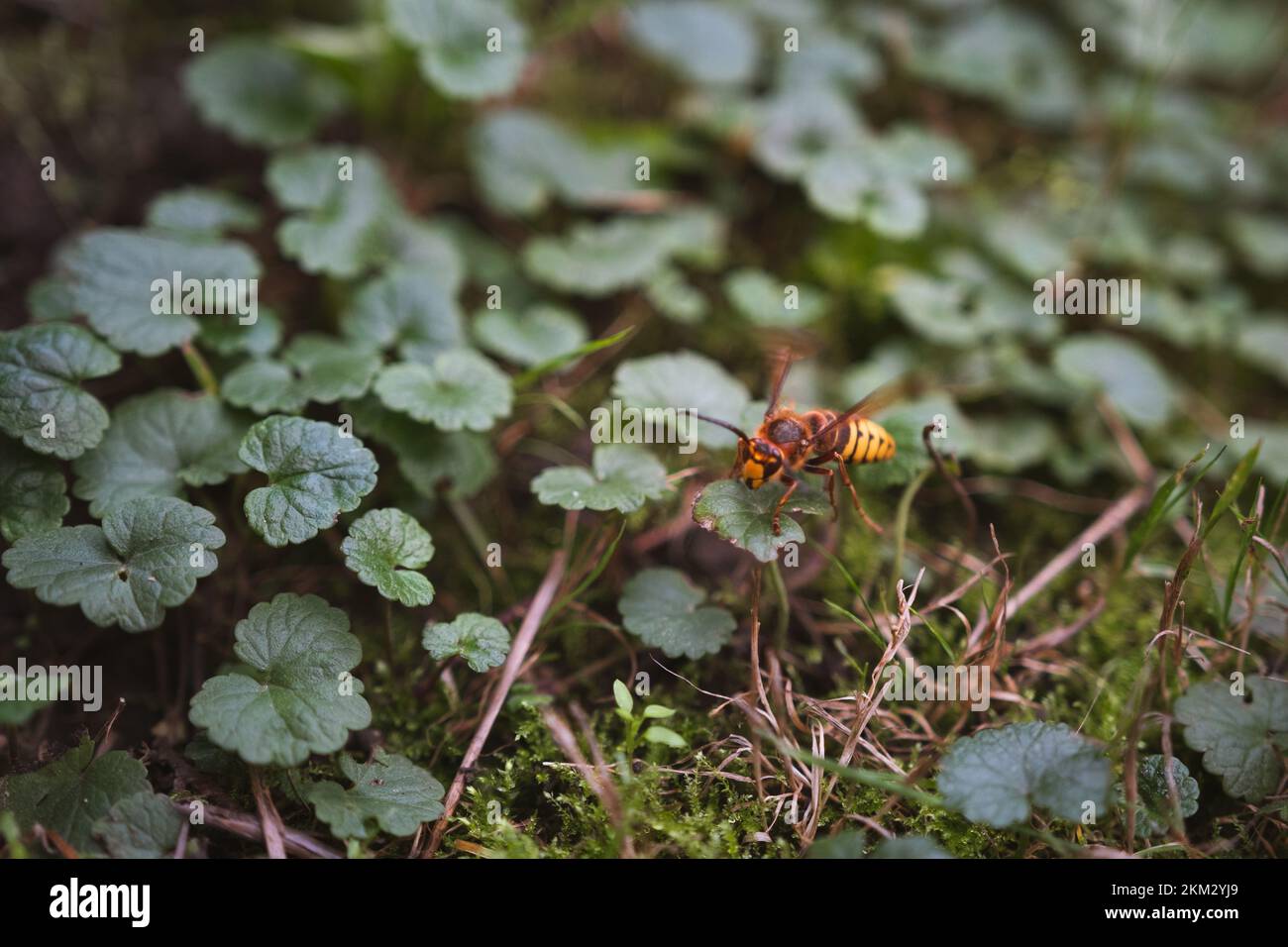 Eine gelbe Hornisse, die im Gras sitzt und an einer Pflanze hängt ...