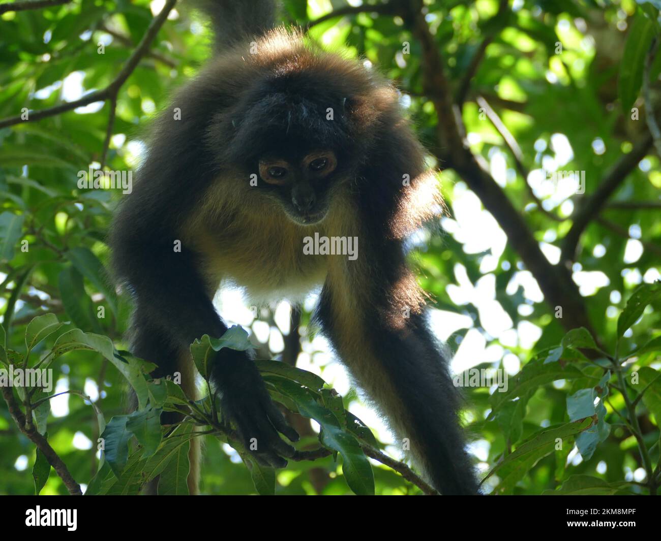 Spinne dehnt sich aus -Fotos und -Bildmaterial in hoher Auflösung – Alamy