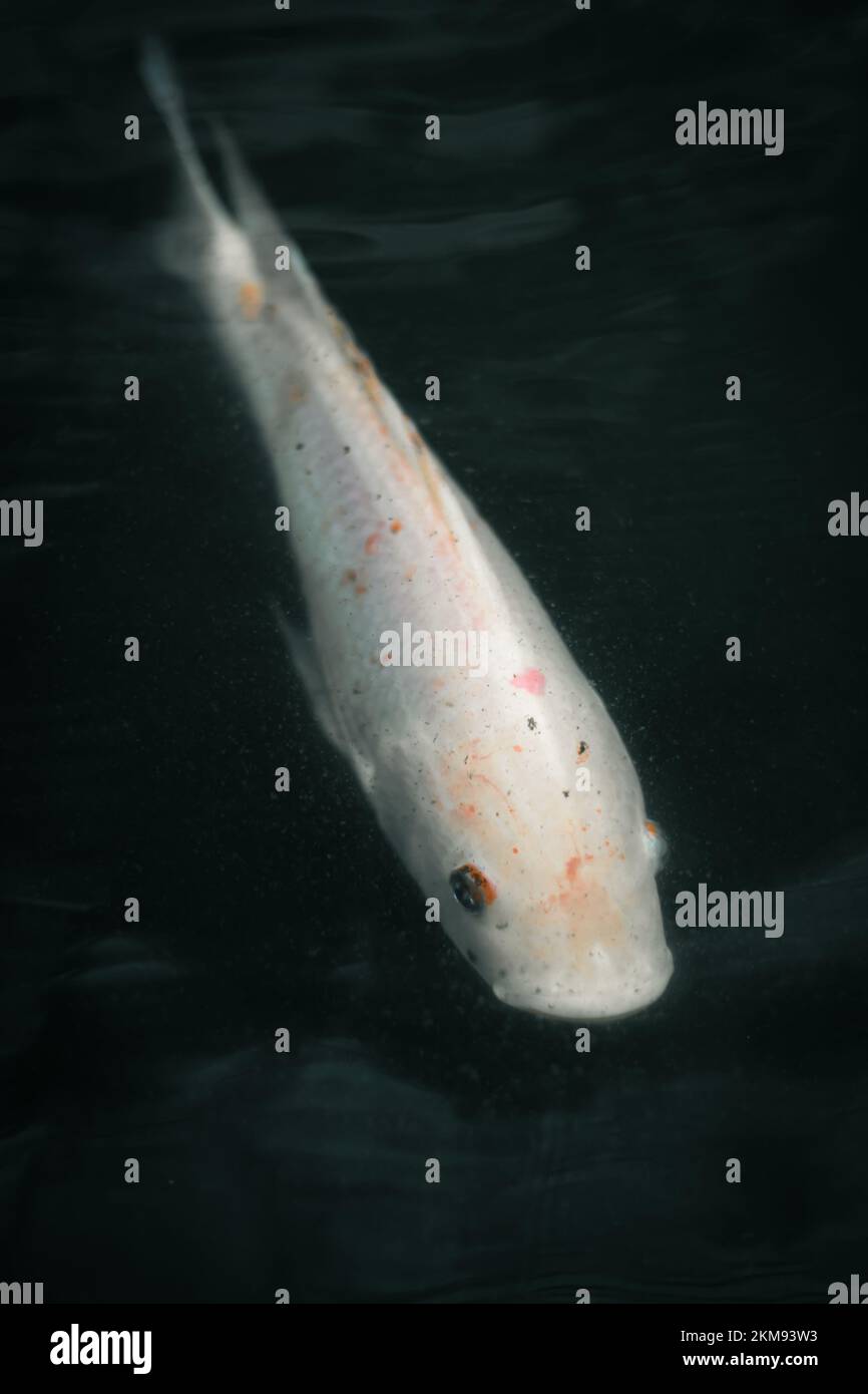 White koi fish -Fotos und -Bildmaterial in hoher Auflösung – Alamy