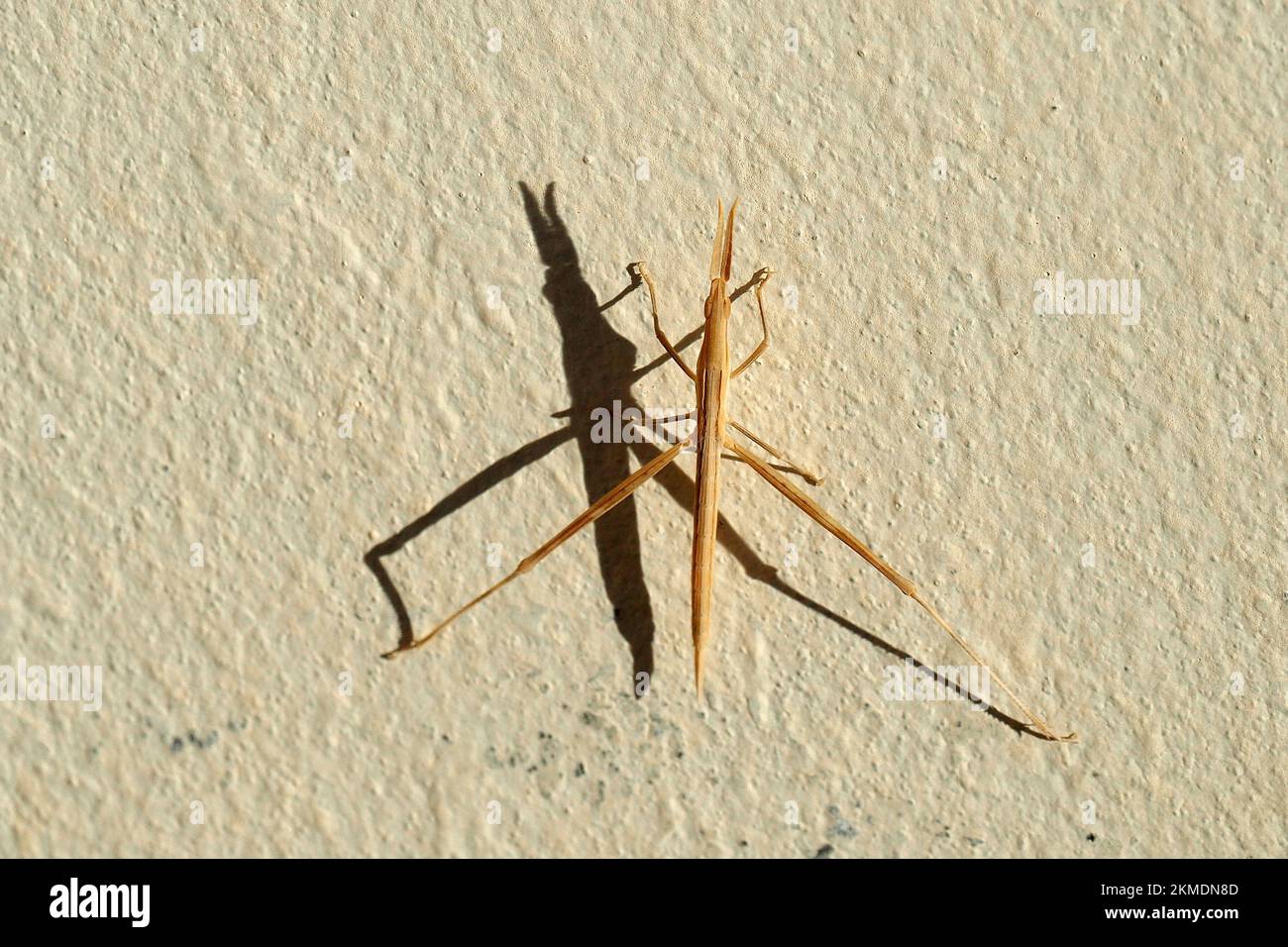 Acrida turrita -Fotos und -Bildmaterial in hoher Auflösung – Alamy