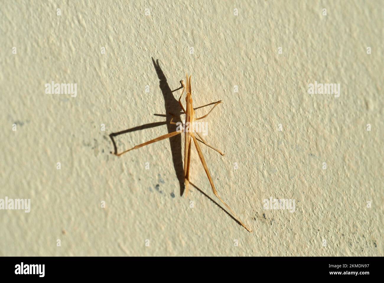 Acrida turrita -Fotos und -Bildmaterial in hoher Auflösung – Alamy