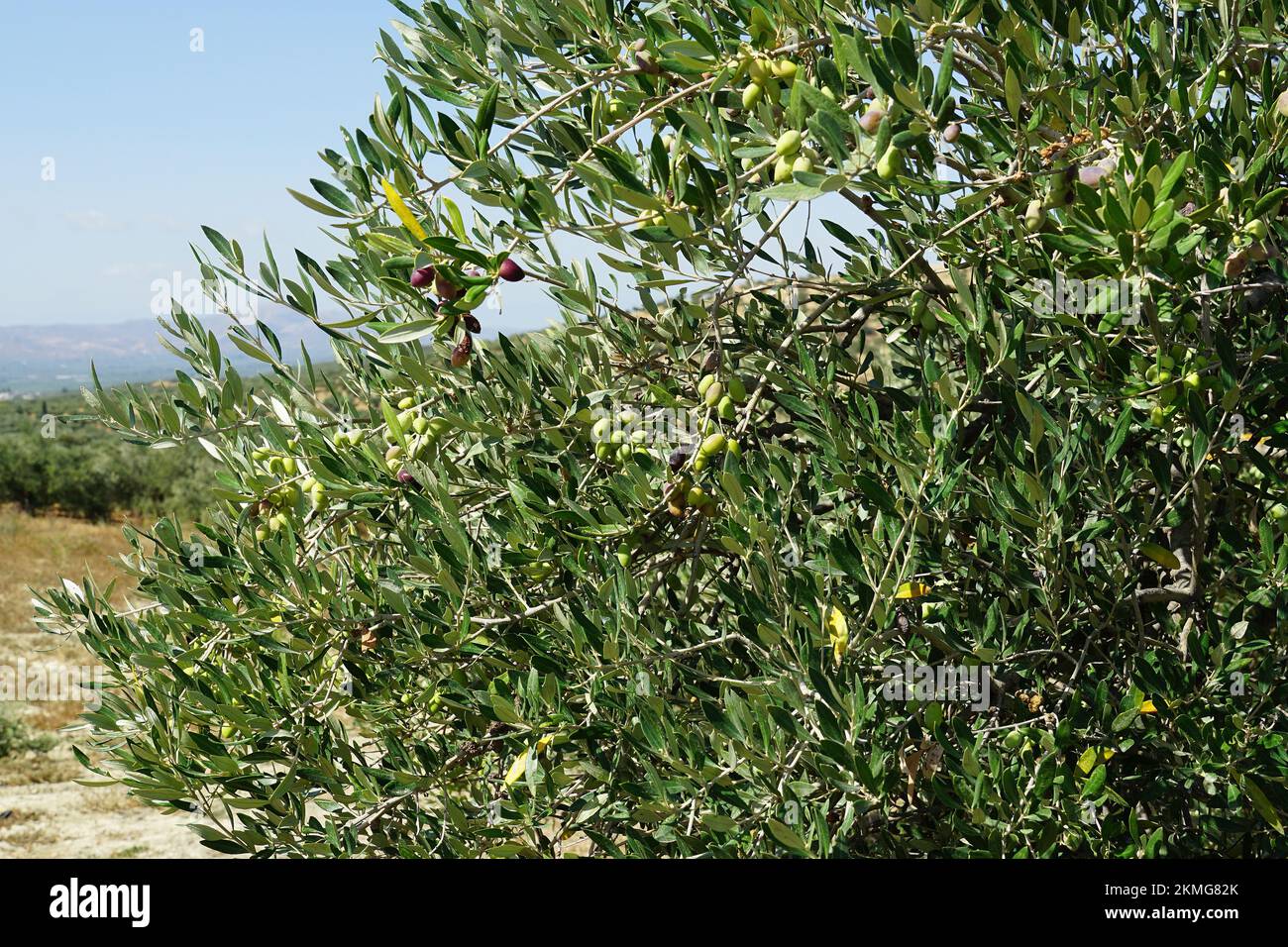 Olivenplantage, Olivenbaum, Olea europaea, olíva, Kreta, Griechenland ...