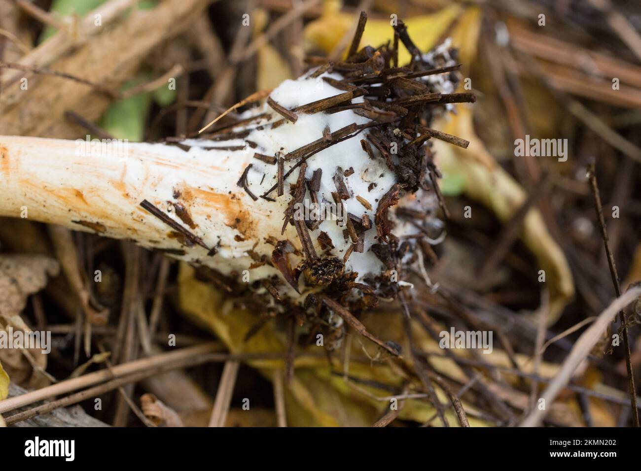 Die Stammbasis und das Myzel eines Shaggy-Parasol-Pilzes, Chlorophyllum ...