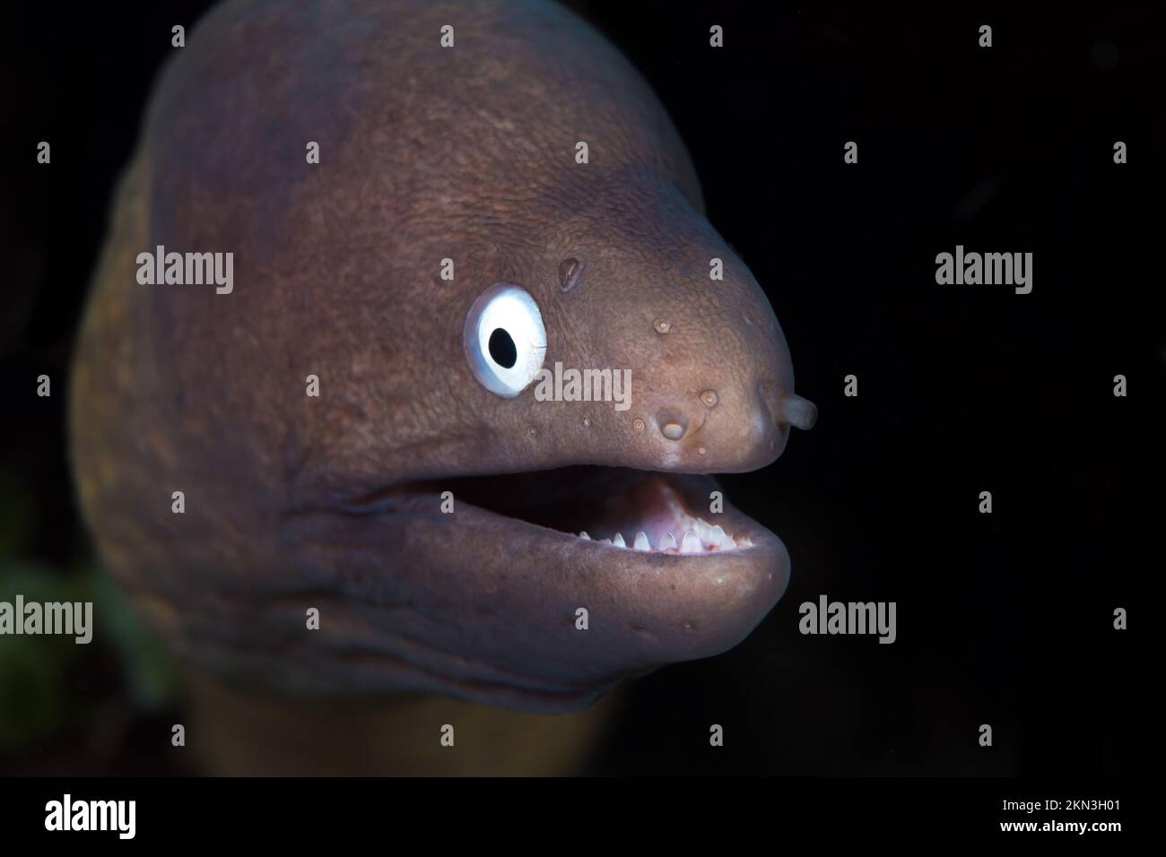 Blue eyes fish -Fotos und -Bildmaterial in hoher Auflösung – Alamy