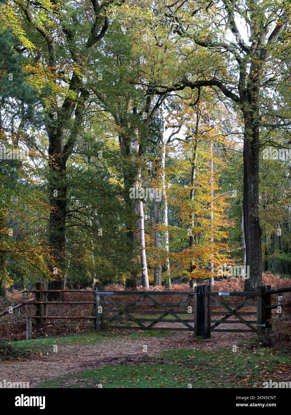 Broomy inkl -Fotos und -Bildmaterial in hoher Auflösung – Alamy