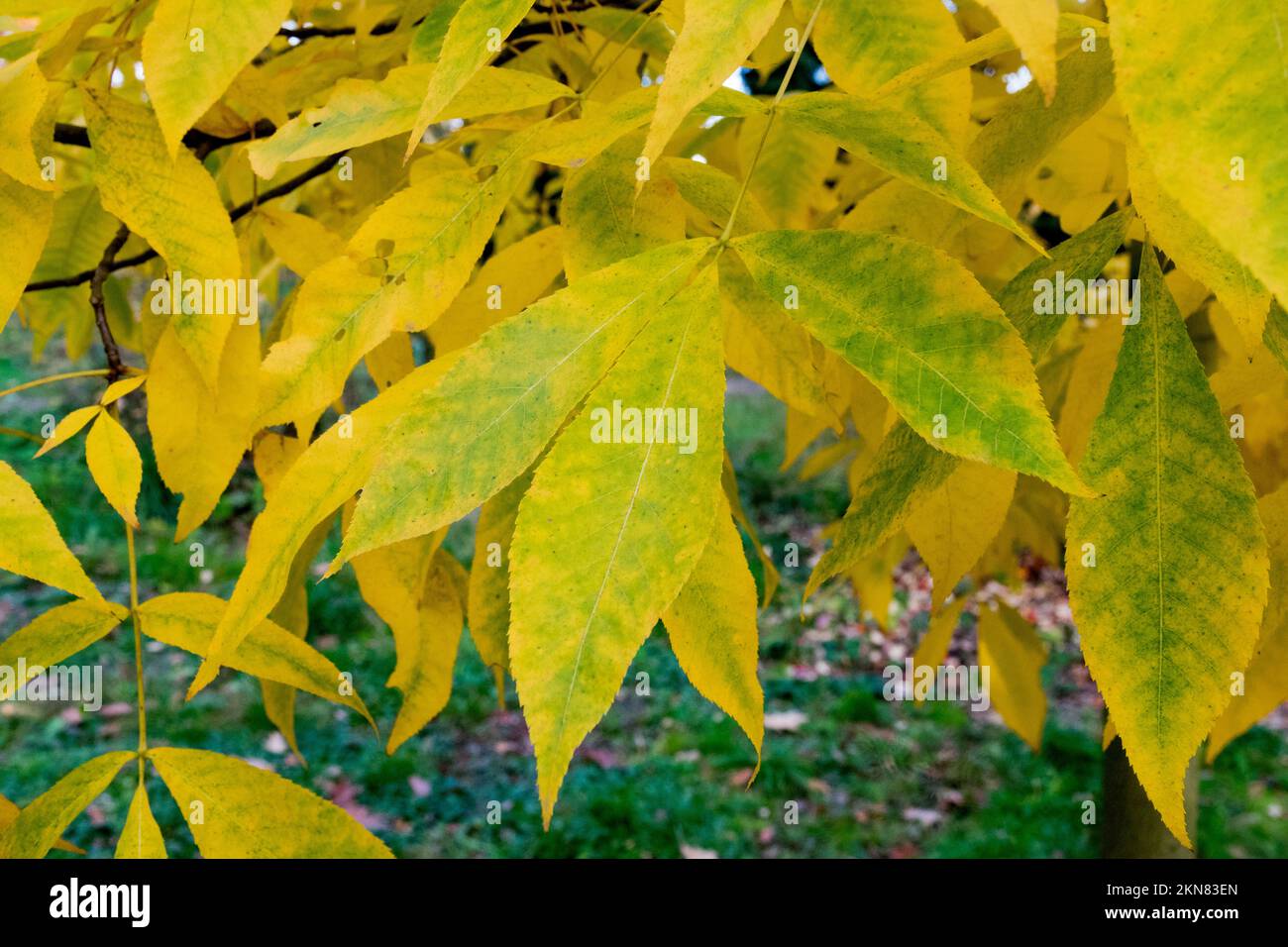 Carya glabra pignut hickory -Fotos und -Bildmaterial in hoher Auflösung ...