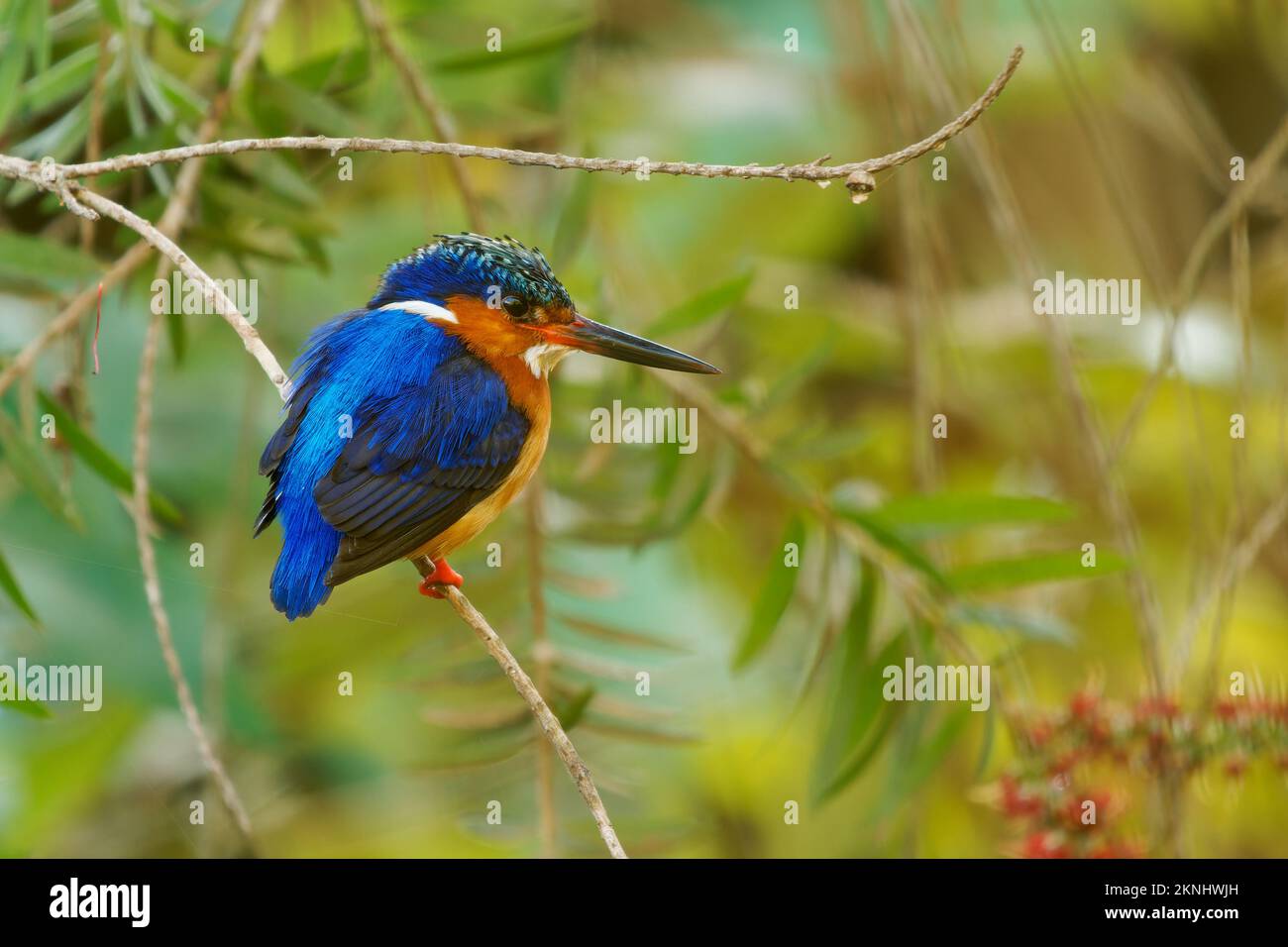 Malagasy oder Madagaskar Kingfisher - Corythornis vintsioides Blue Bird ...