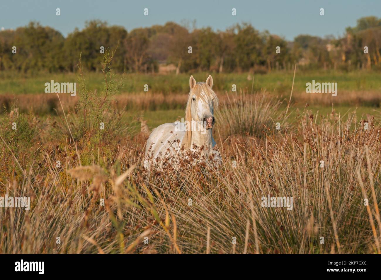 Weißes Camargue-Pferd in Südfrankreich. In Freiheit gezüchtete Pferde mitten in den Camargue ...
