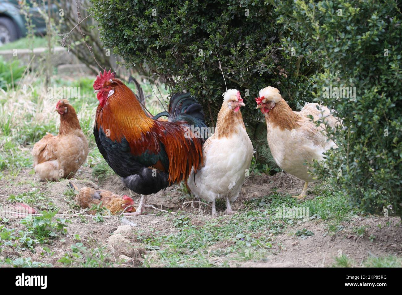 Sandbad huhn -Fotos und -Bildmaterial in hoher Auflösung – Alamy