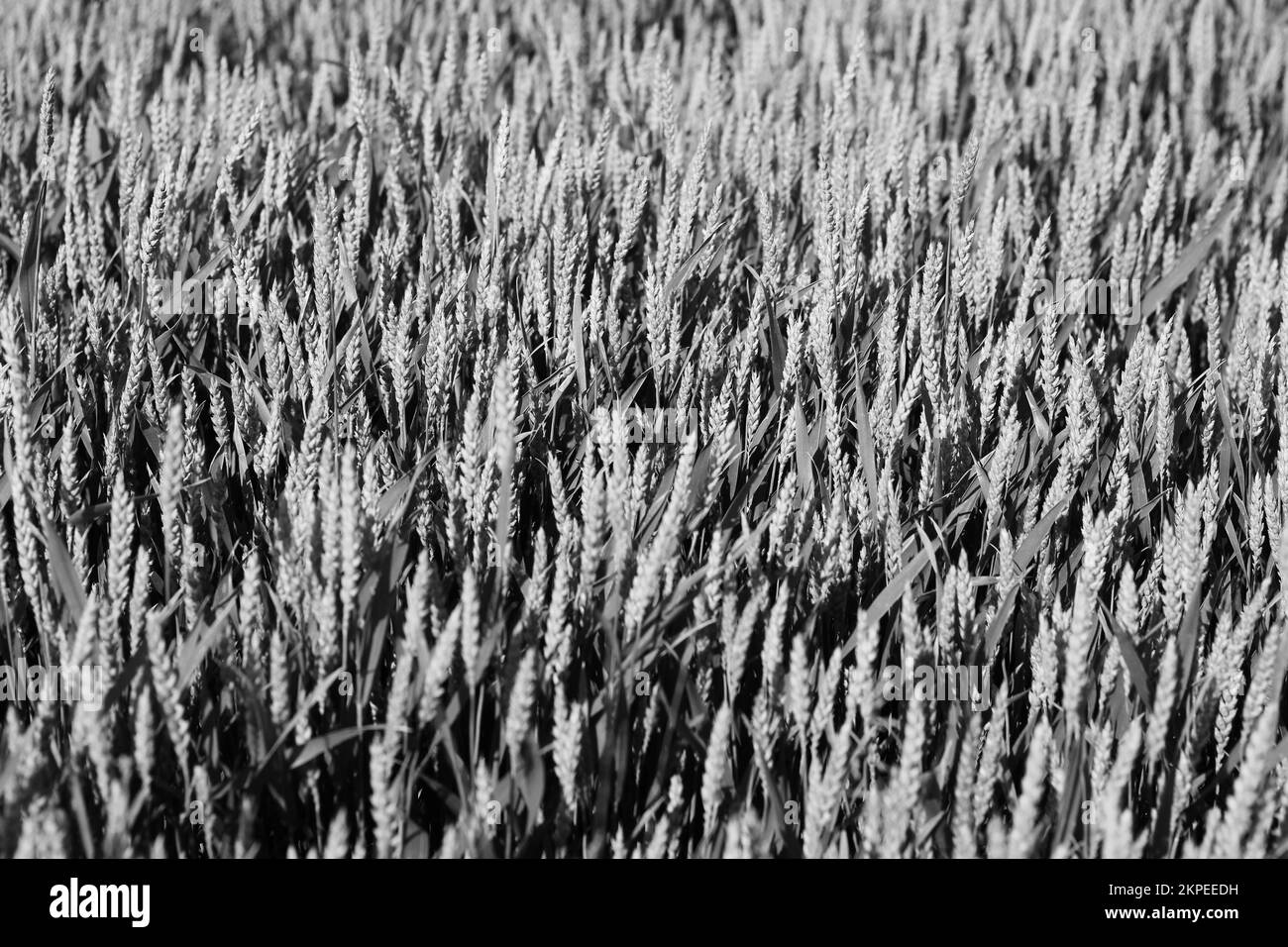 Typische landwirtschaftliche Felder voller Weizen, die in der ...