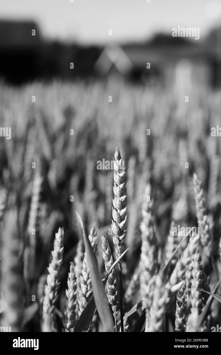 Typische landwirtschaftliche Felder voller Weizen, die in der Morgensonne in Schwarz-Weiß ...