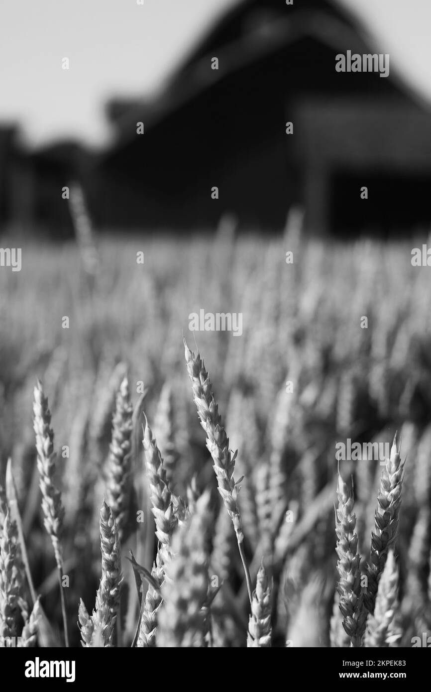 Typische landwirtschaftliche Felder voller Weizen, die in der ...