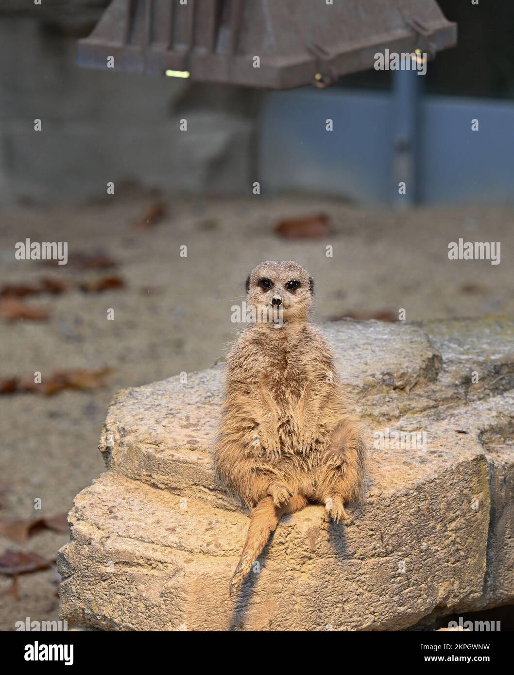 Wilhelma stuttgart erdmänchen -Fotos und -Bildmaterial in hoher ...