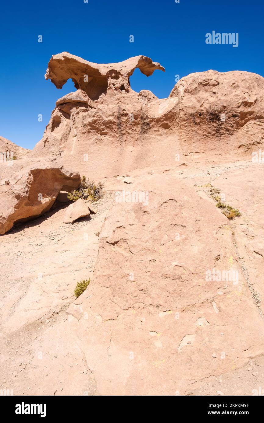Cóndor Sin cabeza (kopfloser Kondor) im Valle de Rocas (Tal der Felsen ...