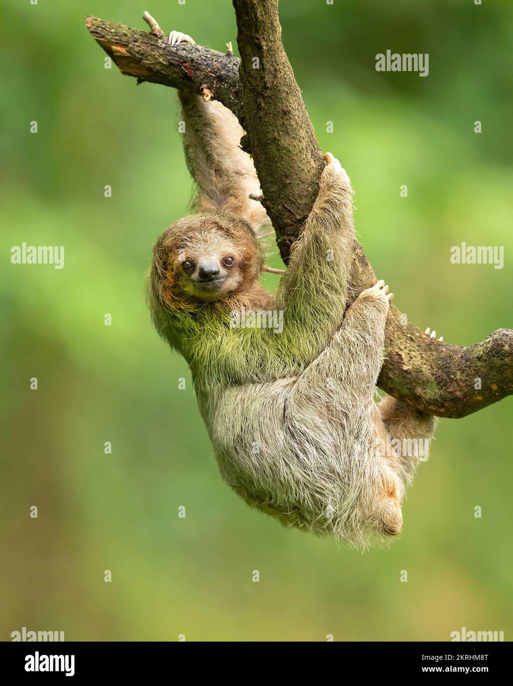 Faultier porträt -Fotos und -Bildmaterial in hoher Auflösung – Alamy