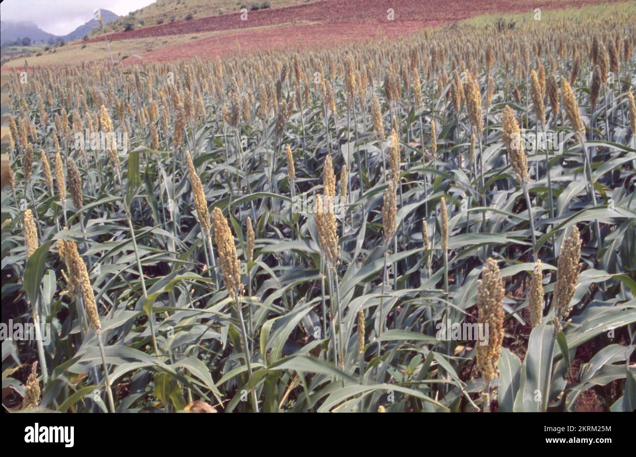 Jowar wird gemeinhin unter verschiedenen Namen in ganz Indien genannt ...