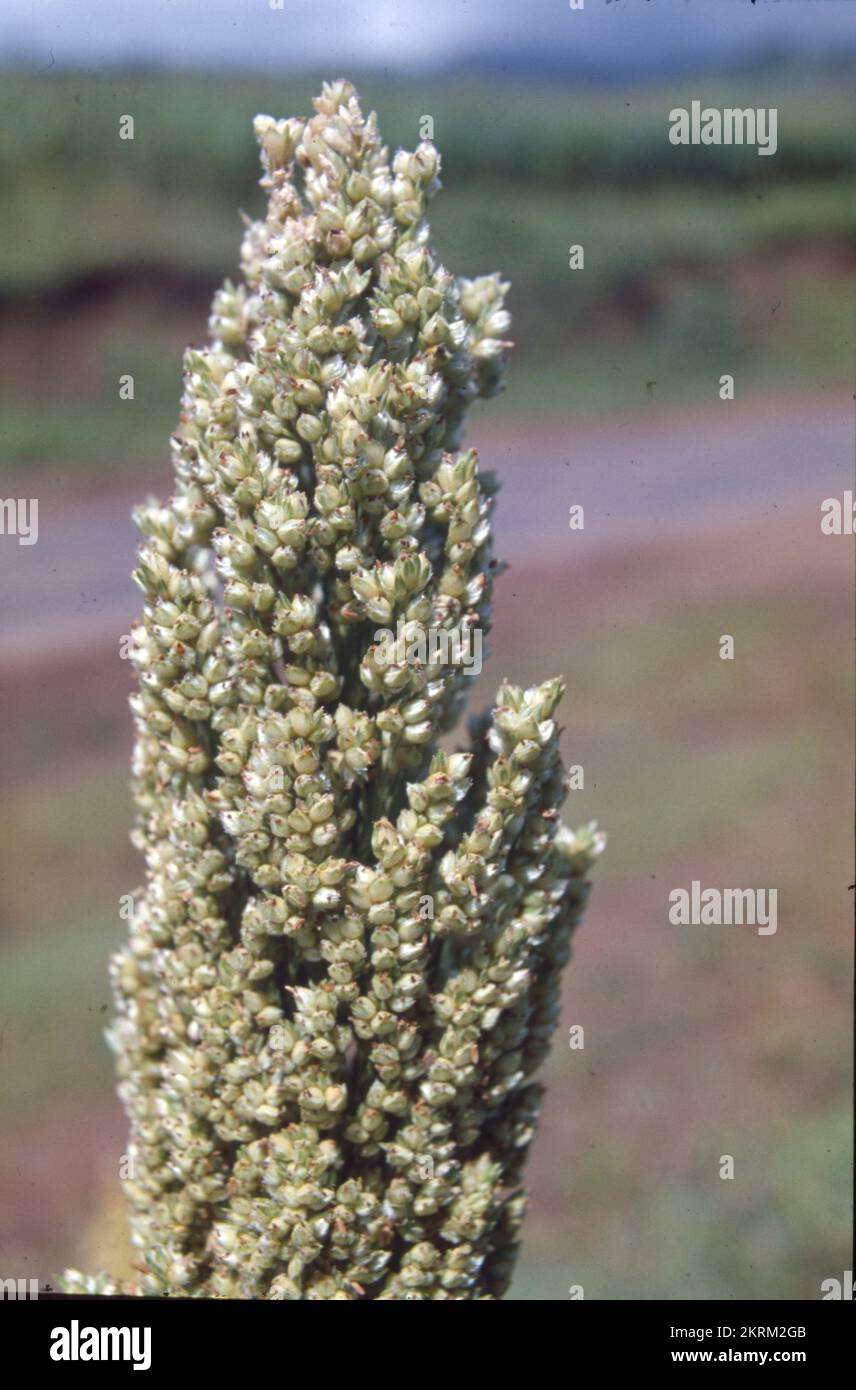 Jowar wird gemeinhin unter verschiedenen Namen in ganz Indien genannt ...