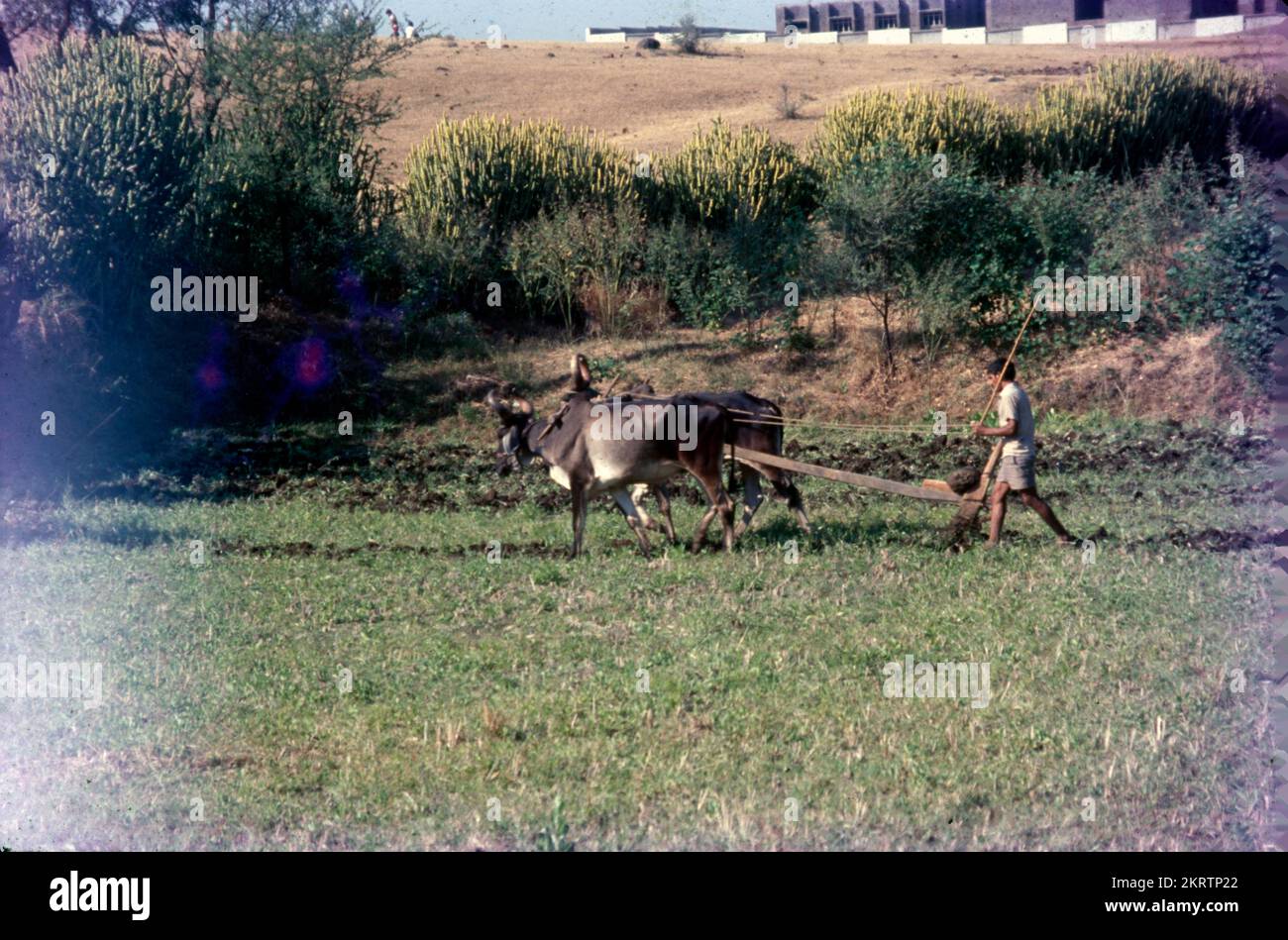 Traditionell verwenden Landwirte Bullen, um das Feld mit Tieren wie ...