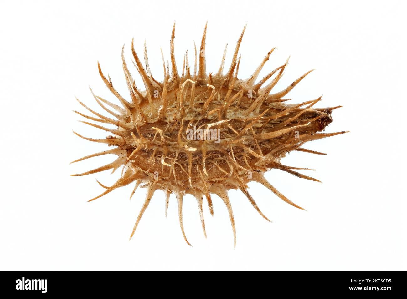 Orlaya grandiflora pflanze Ausgeschnittene Stockfotos und -bilder - Alamy