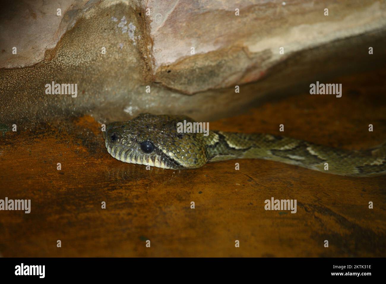 Madagaskar hundskopfboas -Fotos und -Bildmaterial in hoher Auflösung ...