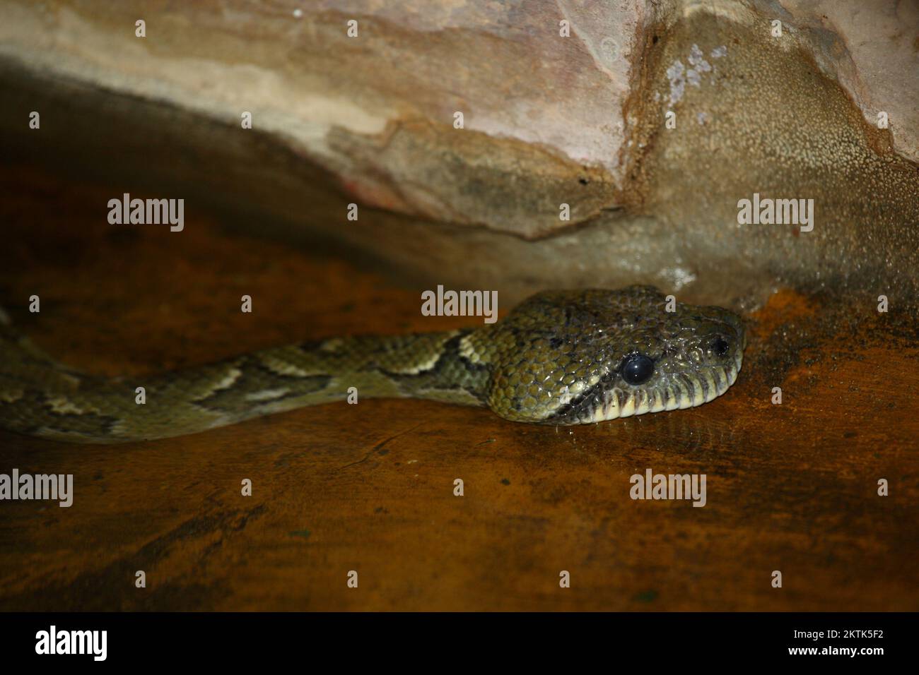 Madagaskar hundskopfboas -Fotos und -Bildmaterial in hoher Auflösung ...