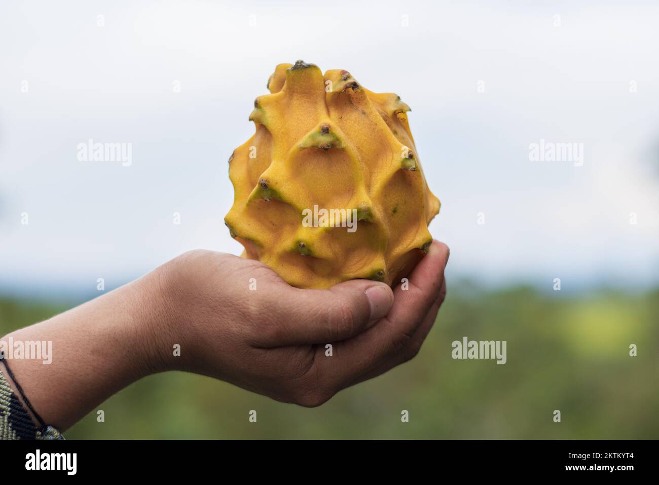 Pitahaya oder Drachenfrucht, ist eine köstliche Frucht, die man überall ...
